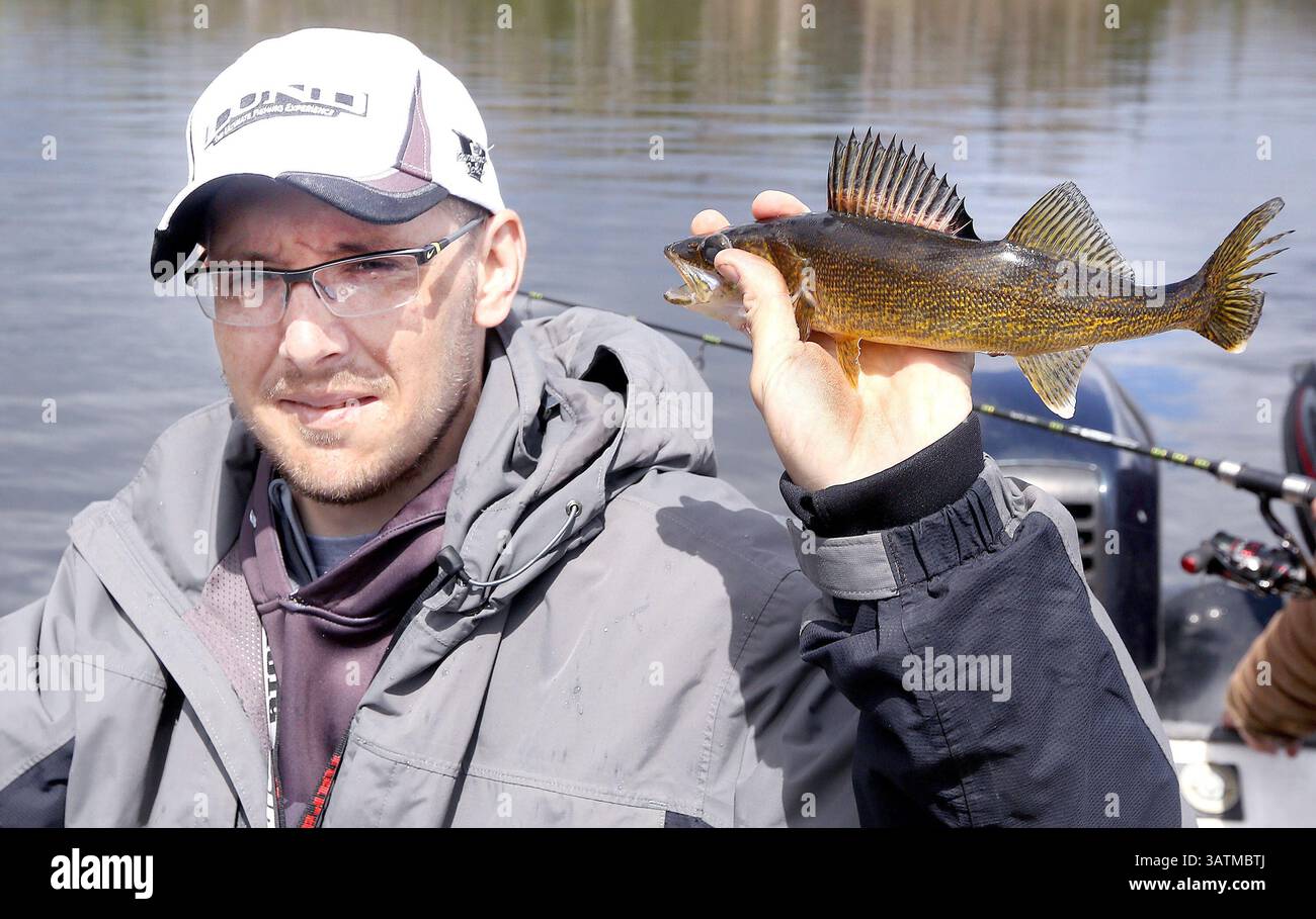 May 16, 2016 - MN, USA - Zach Knuckey shows off an Island Lake walleye ...