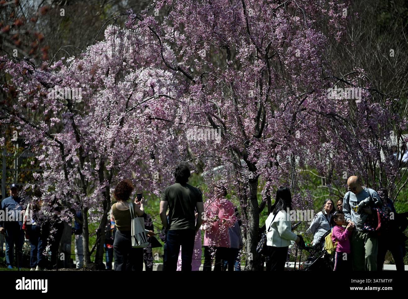 New York, USA. 18th Apr, 2025. People walk past Cherry Blossom trees at ...