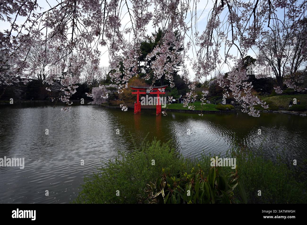 New York, USA. 18th Apr, 2025. Cherry Blossom trees bloom in the ...