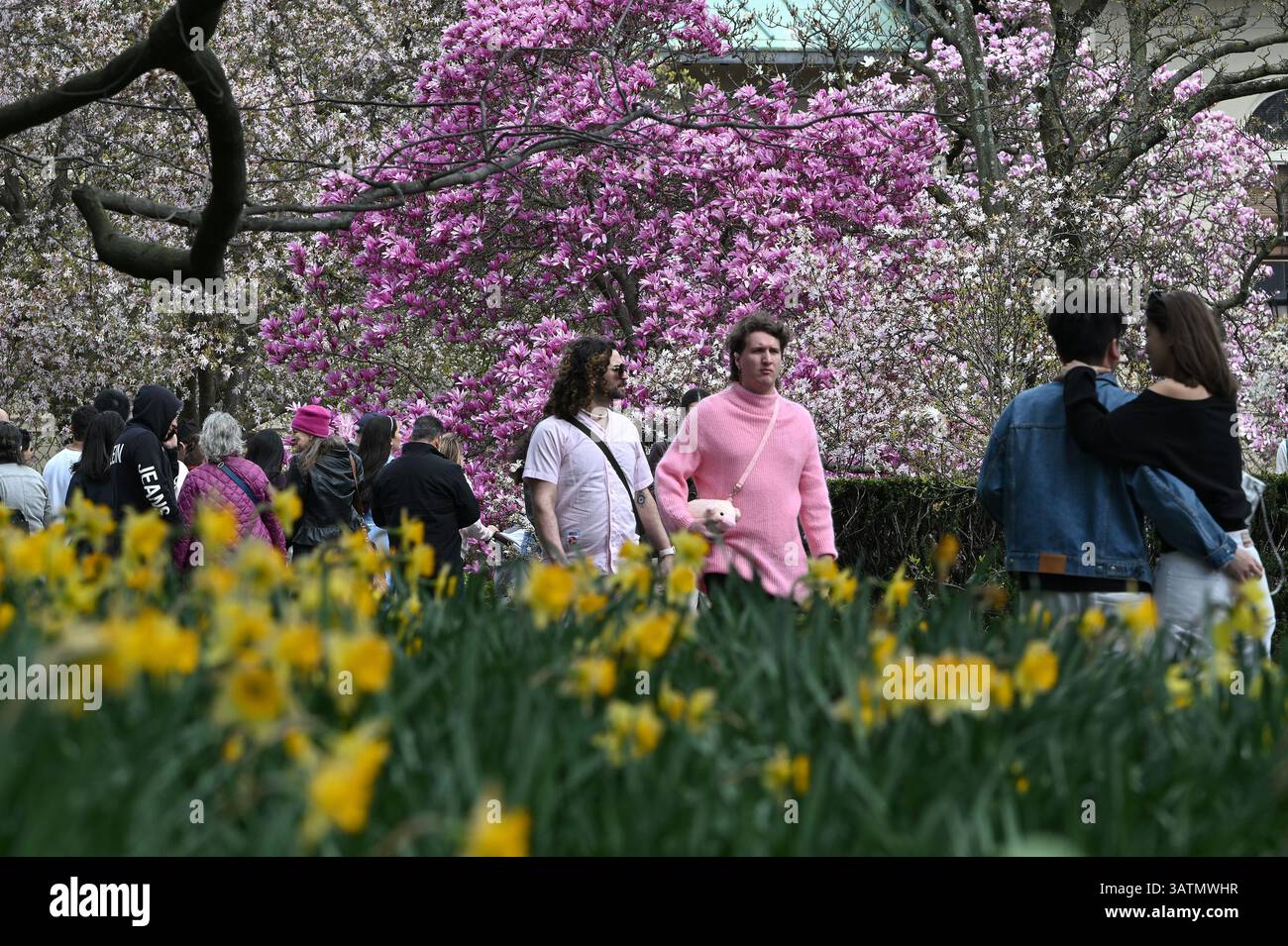 New York, USA. 18th Apr, 2025. People walk past Cherry Blossom and ...