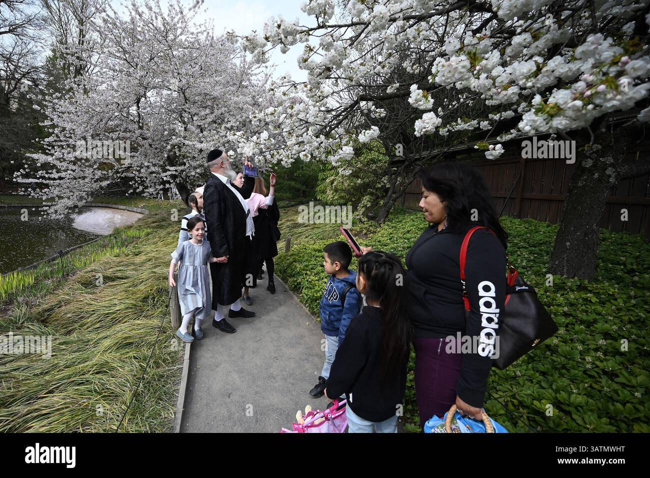 New York, USA. 18th Apr, 2025. People walk a path lined with Cherry ...