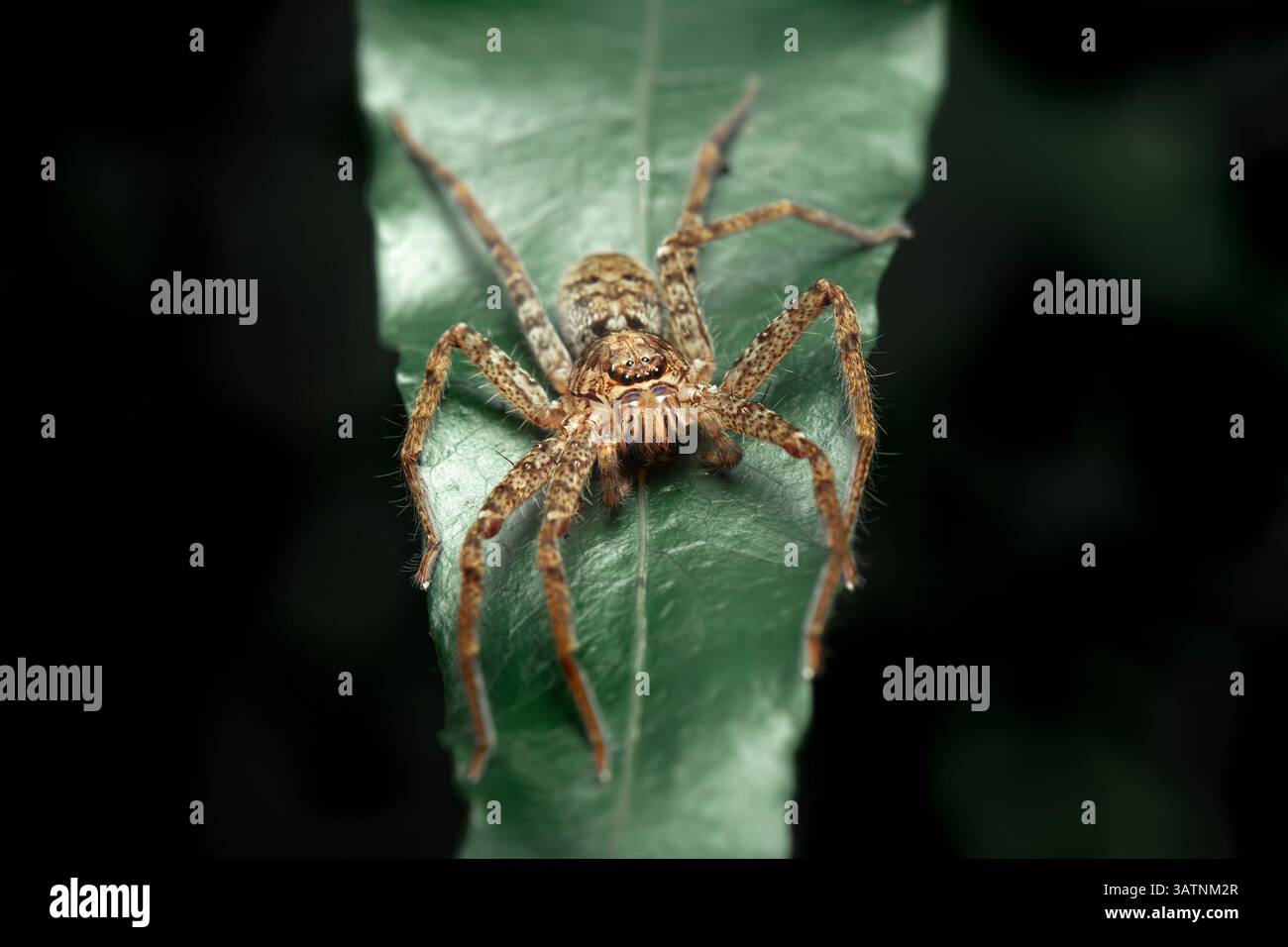 Huntsman spiders, members of the family Sparassidae, catch their prey ...