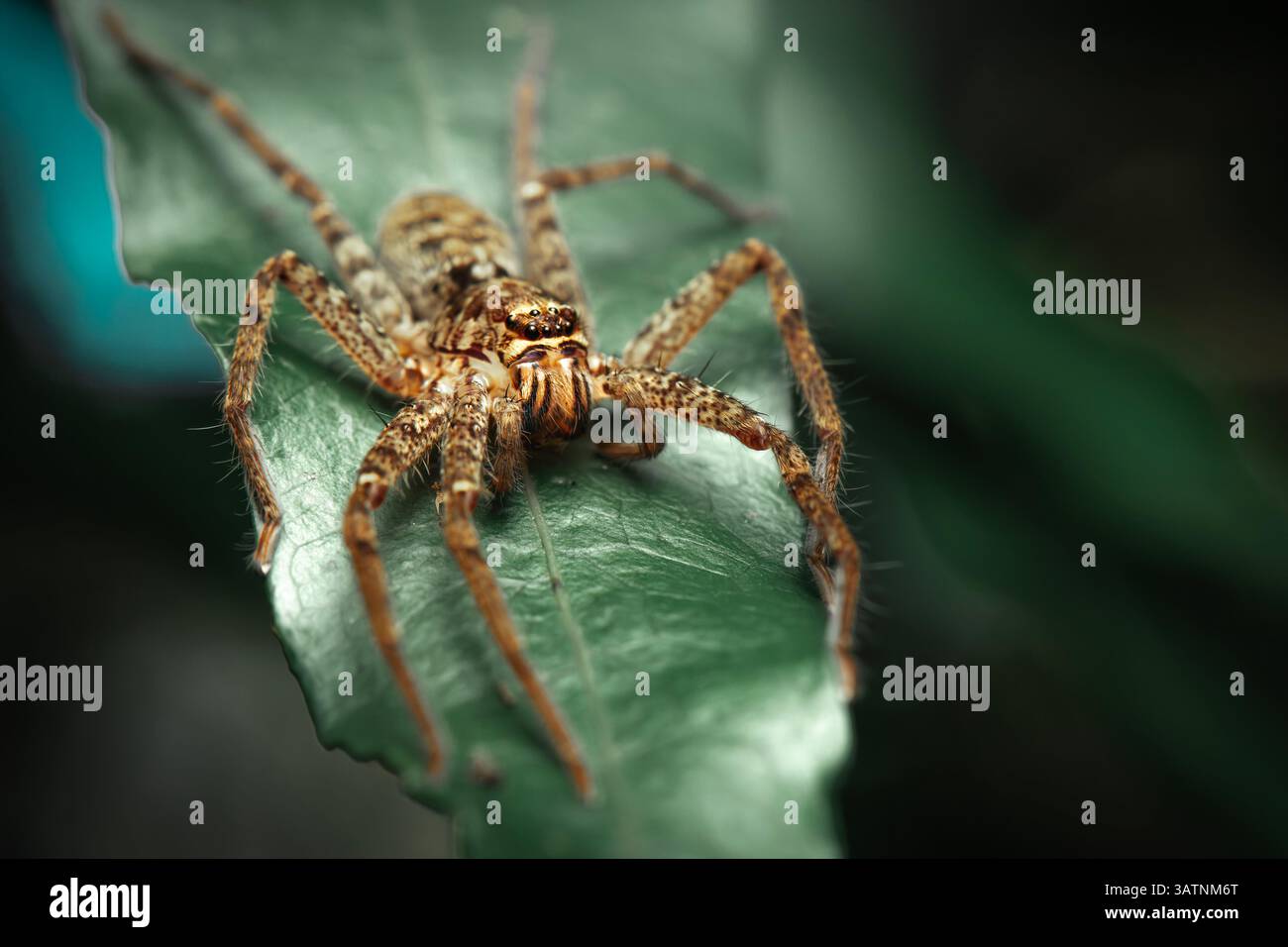 Huntsman spiders, members of the family Sparassidae, catch their prey ...