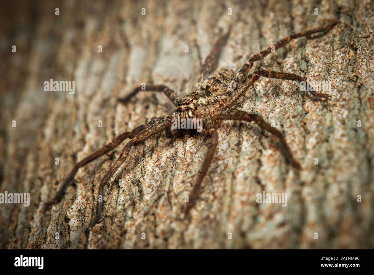 Huntsman spiders, members of the family Sparassidae, catch their prey ...