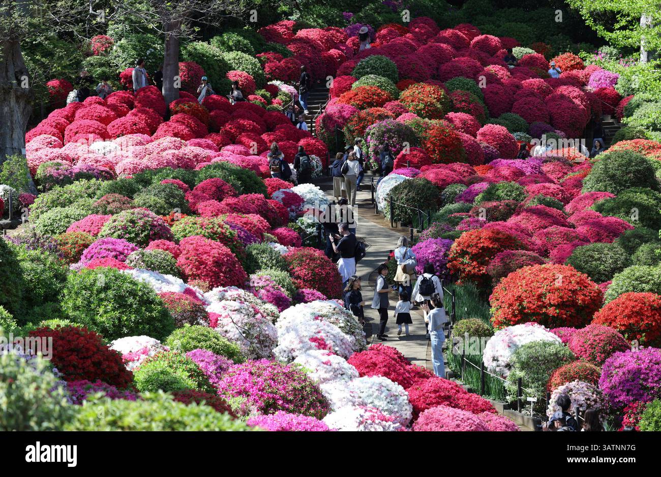Visitors enjoy strolling among flowers of azalea at Nezu Jinjya Shrine ...