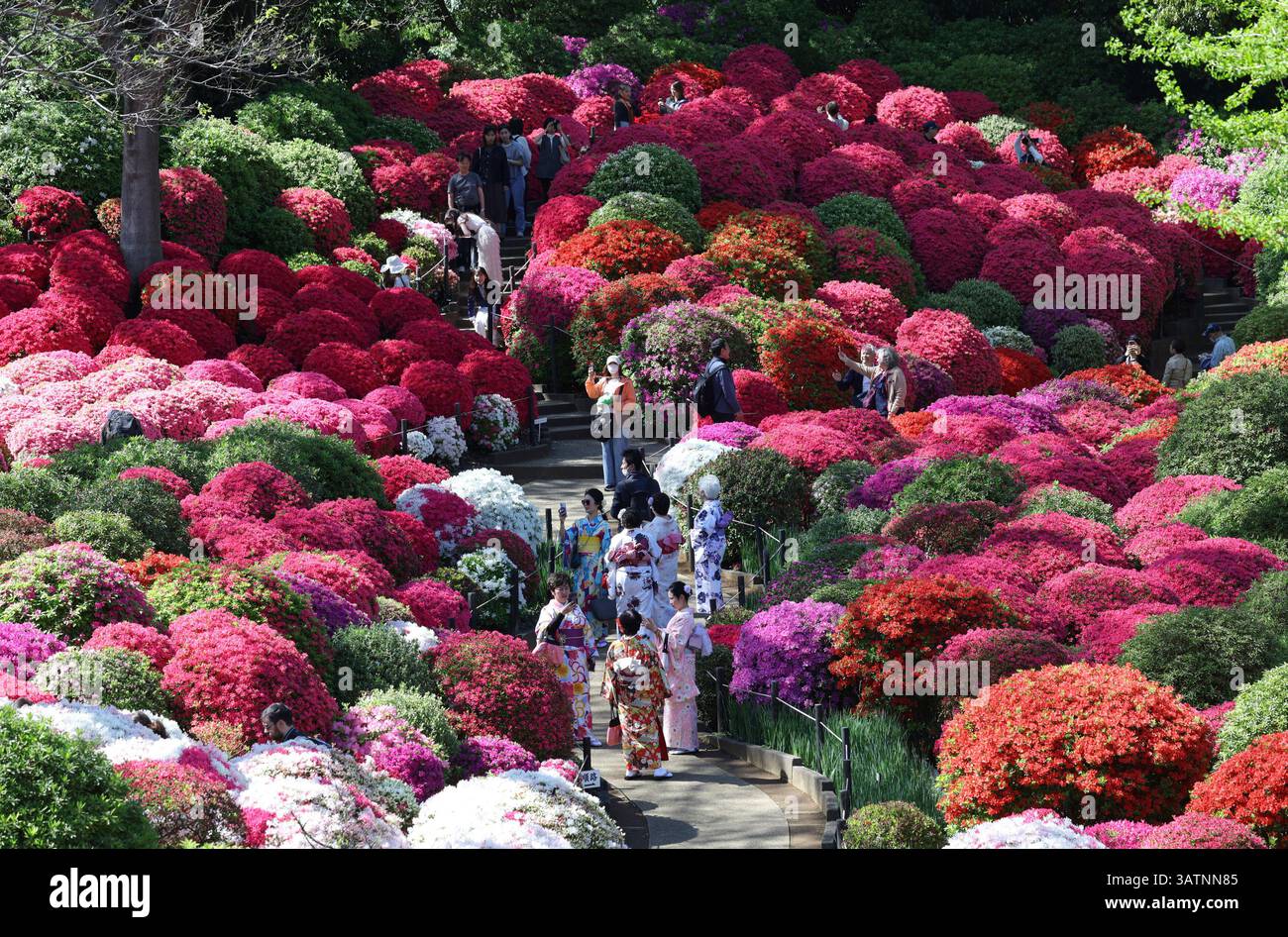 Visitors enjoy strolling among flowers of azalea at Nezu Jinjya Shrine ...
