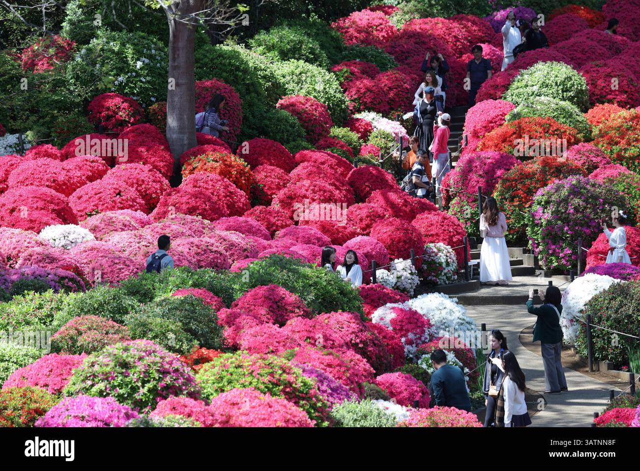 Visitors enjoy strolling among flowers of azalea at Nezu Jinjya Shrine ...