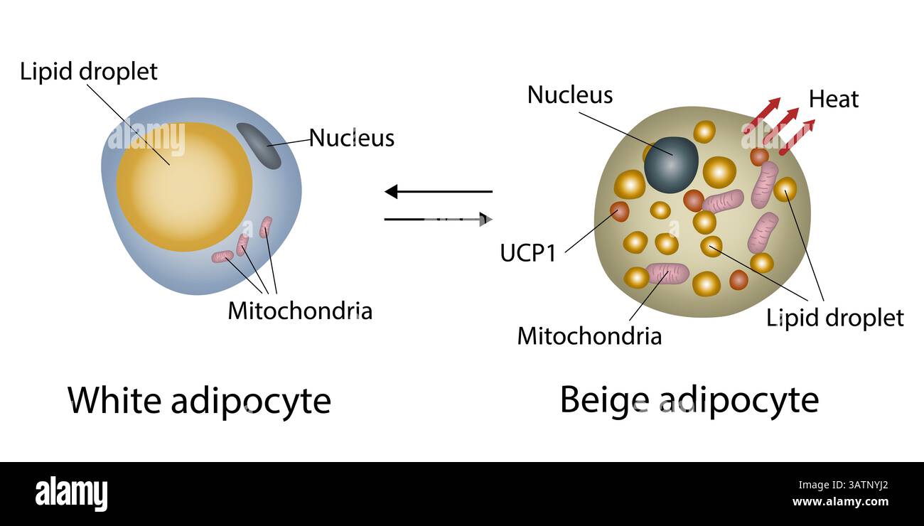 White and beige fat cell structure, illustration. White fat cells have ...