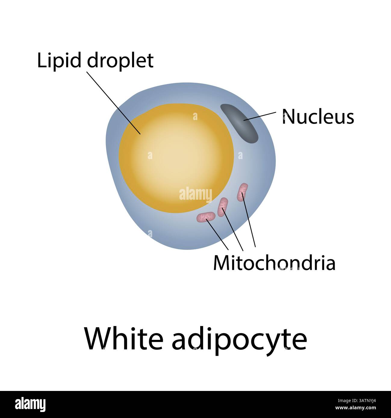 White fat cell structure, illustration. White fat cells have a large ...