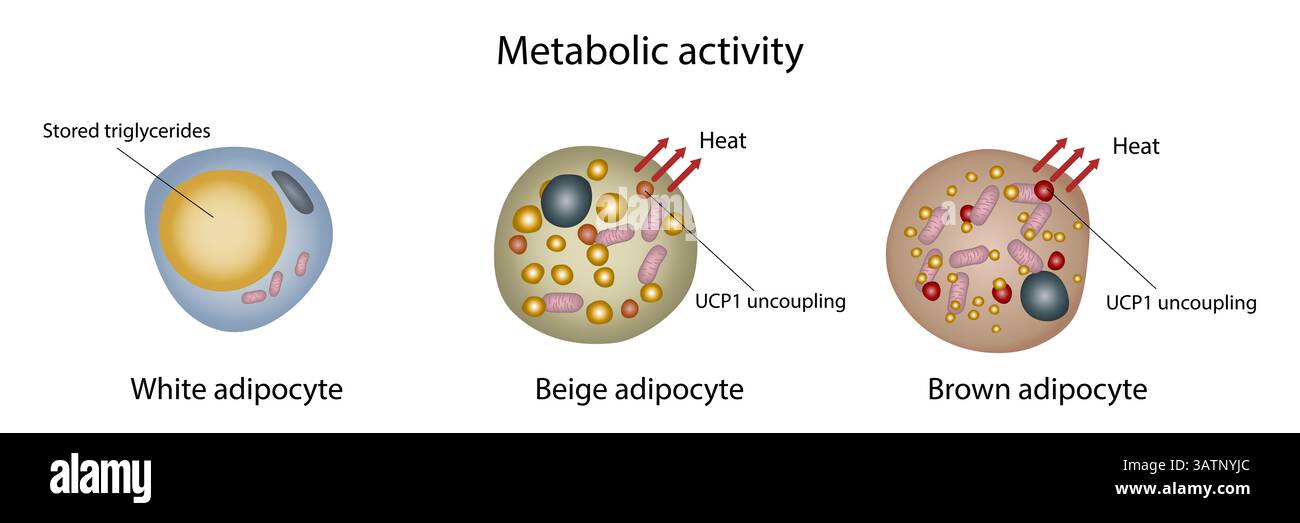 Metabolic activity in fat cells, illustration Stock Photo - Alamy