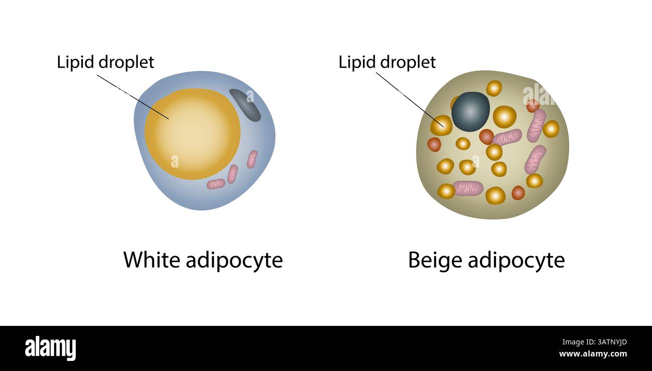 Lipid droplets in white and beige fat cells, illustration. White fat ...