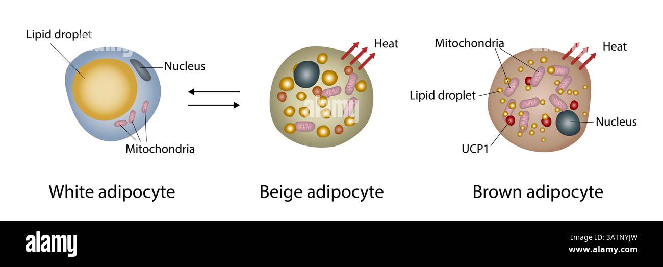 Fat cell structure comparison, illustration. White fat cells have a ...