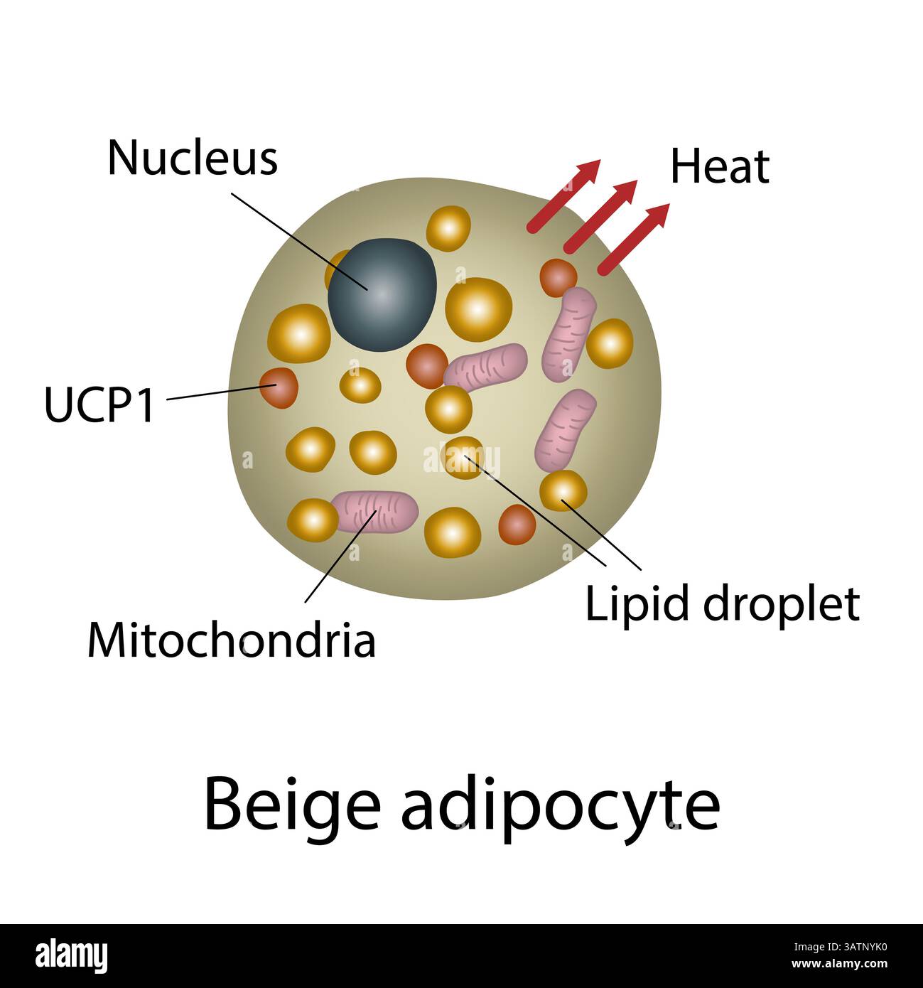 Beige fat cell structure, illustration. Beige fat cells initially have ...