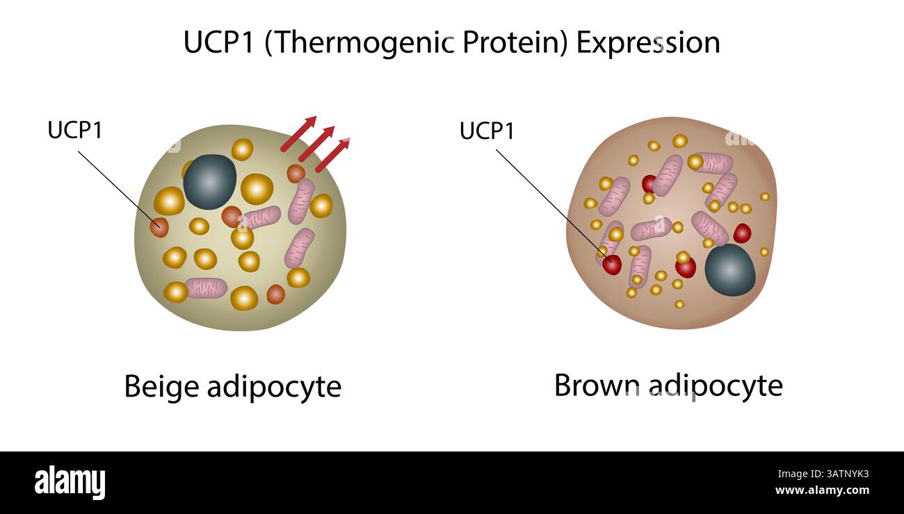 Illustration of UCP1 thermogenic protein expression in fat cells. Brown ...