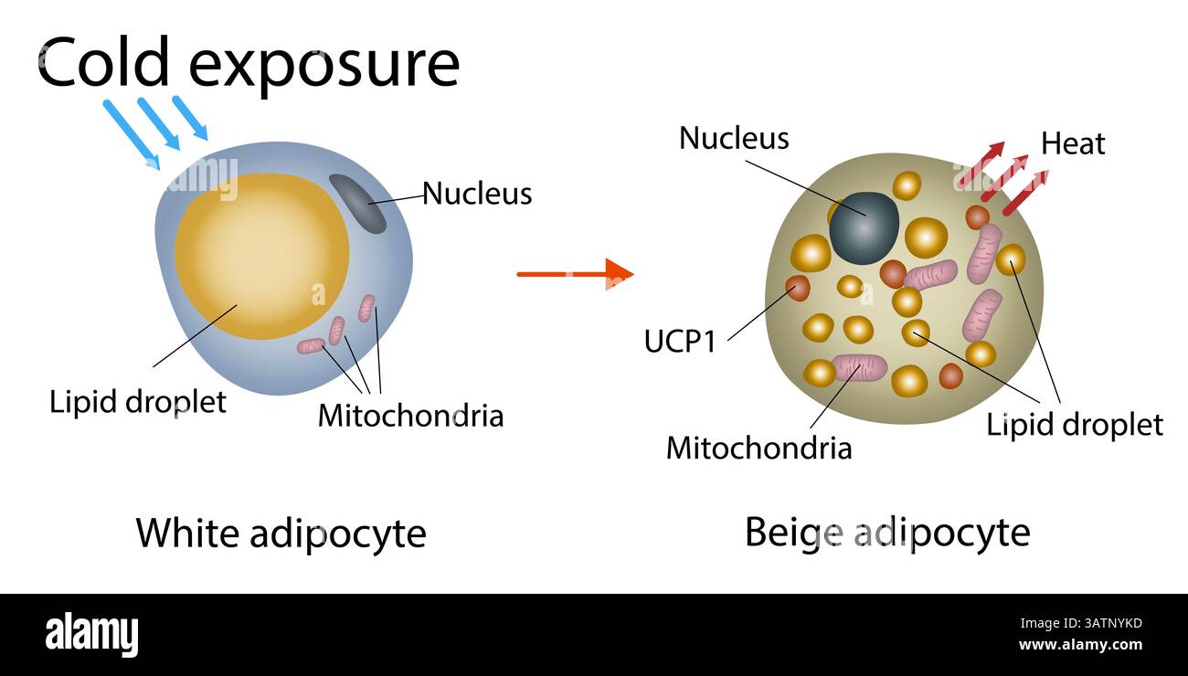 Cold exposure response in fat cells, illustration. Beige fat cells ...