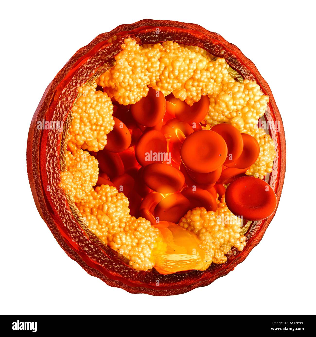 Illustration of a cross-section through a blood vessel with red blood ...