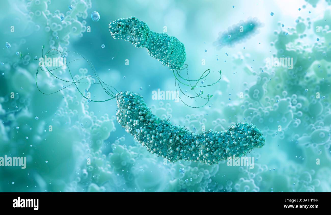 Helicobacter pylori, illustration. This spiral-shaped bacterium colonises the human stomach and ...