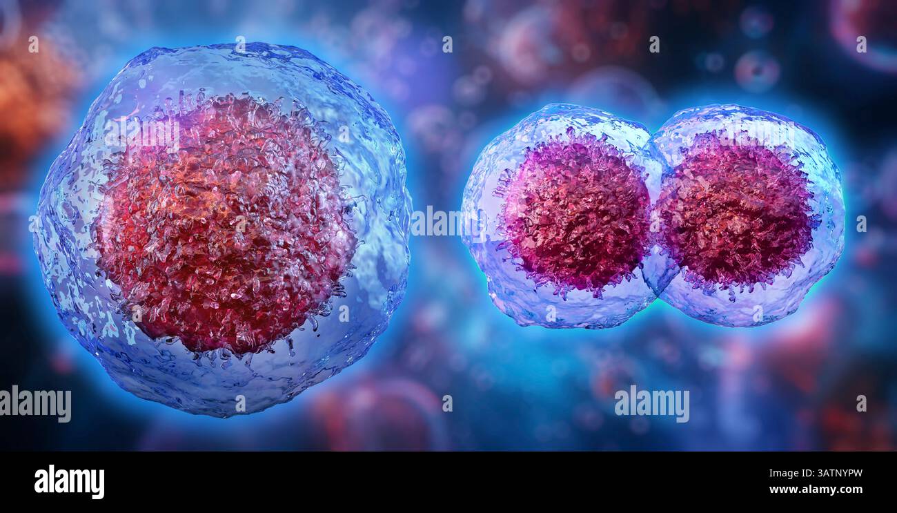Illustration of cytokinesis (cell division). Division of a cell's ...