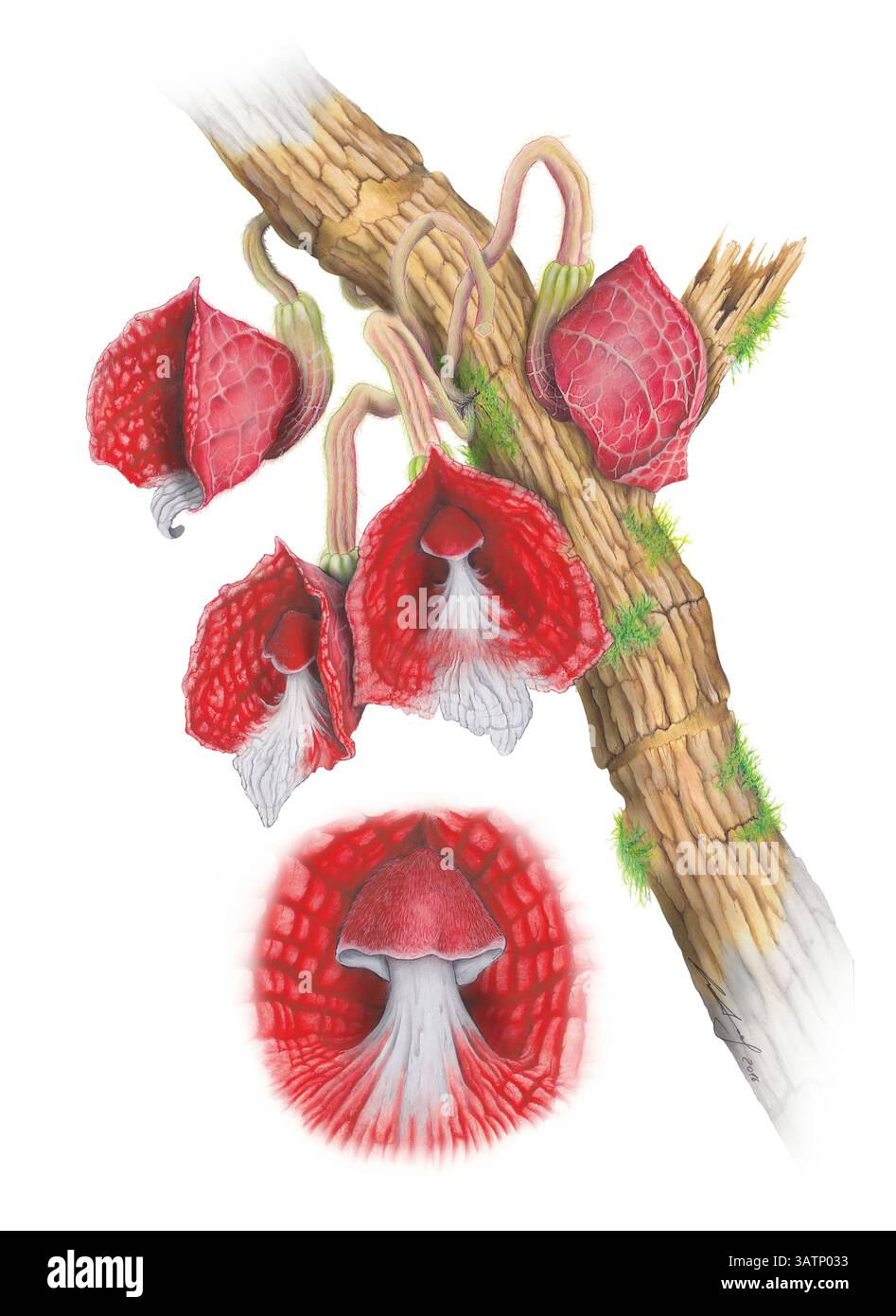 Illustration of the pipevine plant (Aristolochia arborea) with a close ...