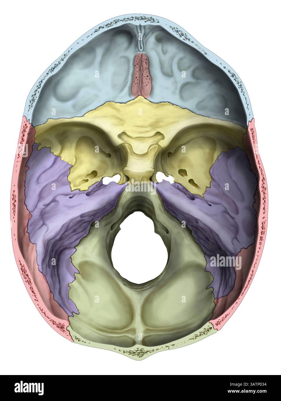 Illustration of the bony structure of the human skull base from a ...