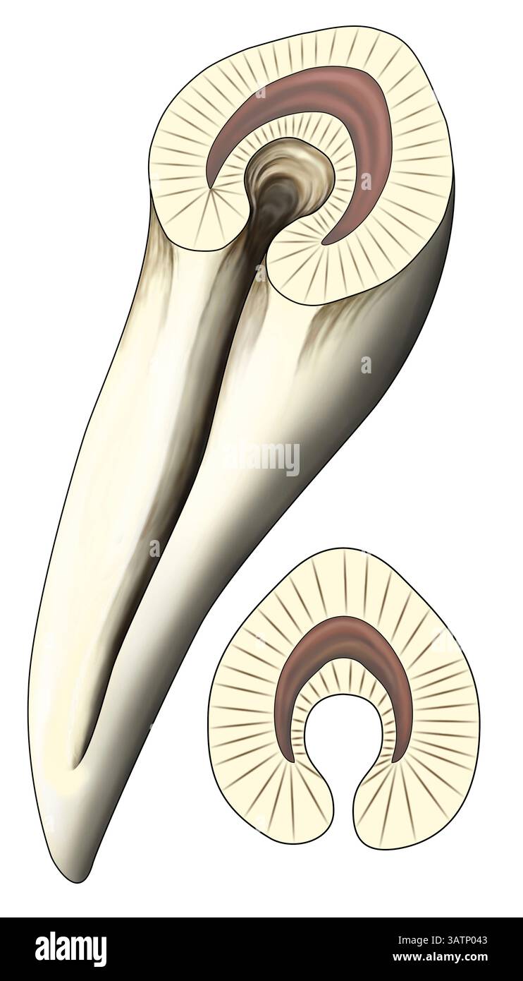 Illustration of an opisthoglyphous (rear-fanged) snake tooth, which is ...