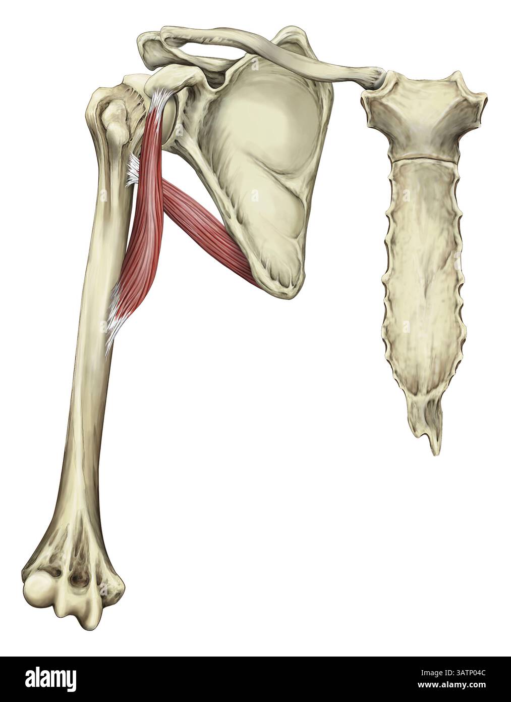 Illustration of the coracobrachialis and teres major muscles from a ...
