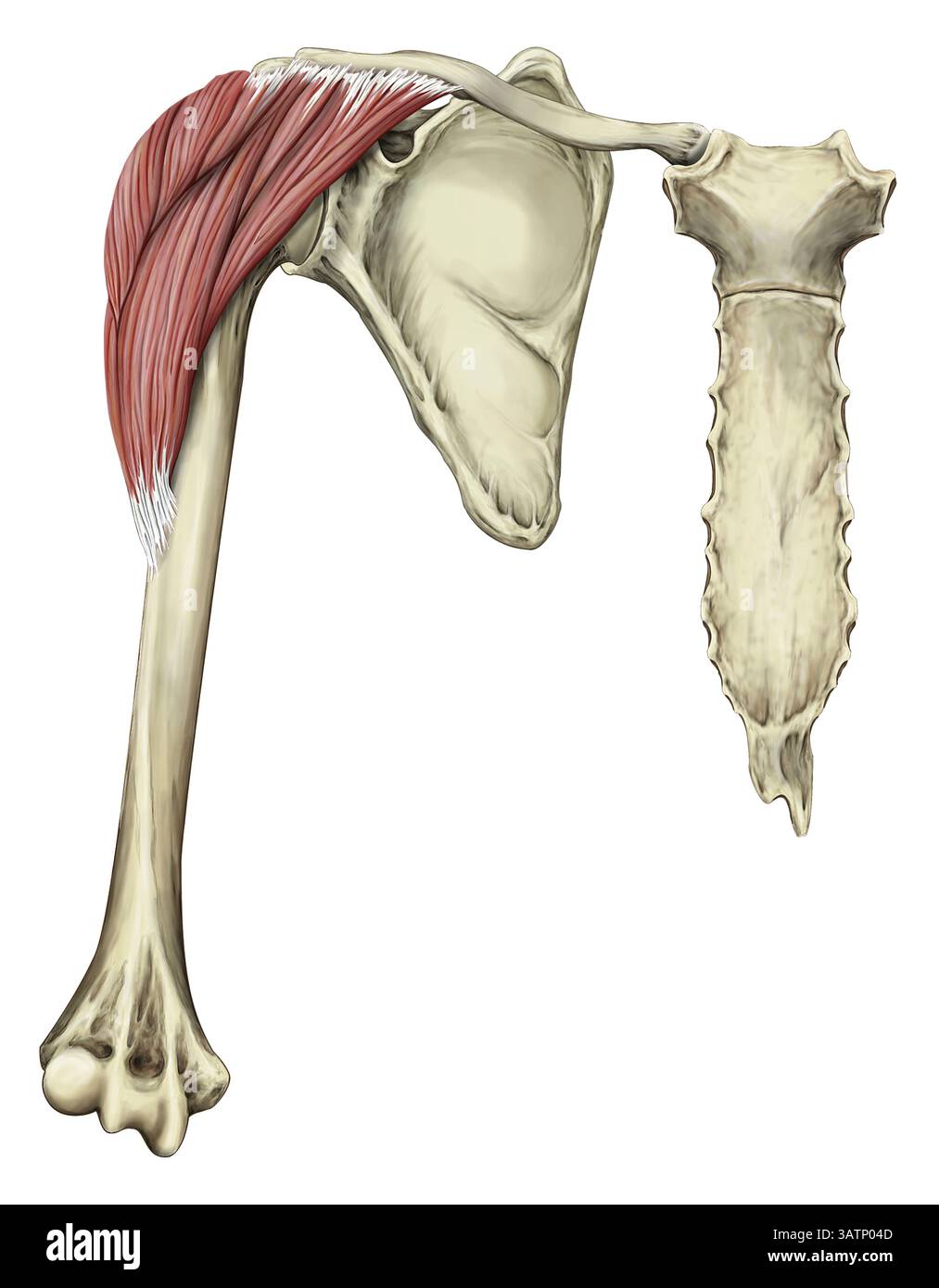 Illustration showing the deltoid muscle from a frontal view Stock Photo ...