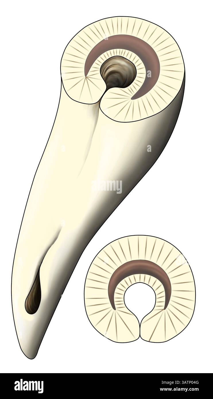 Illustration of a solenoglyphous (hinged, hollow fang) snake tooth ...