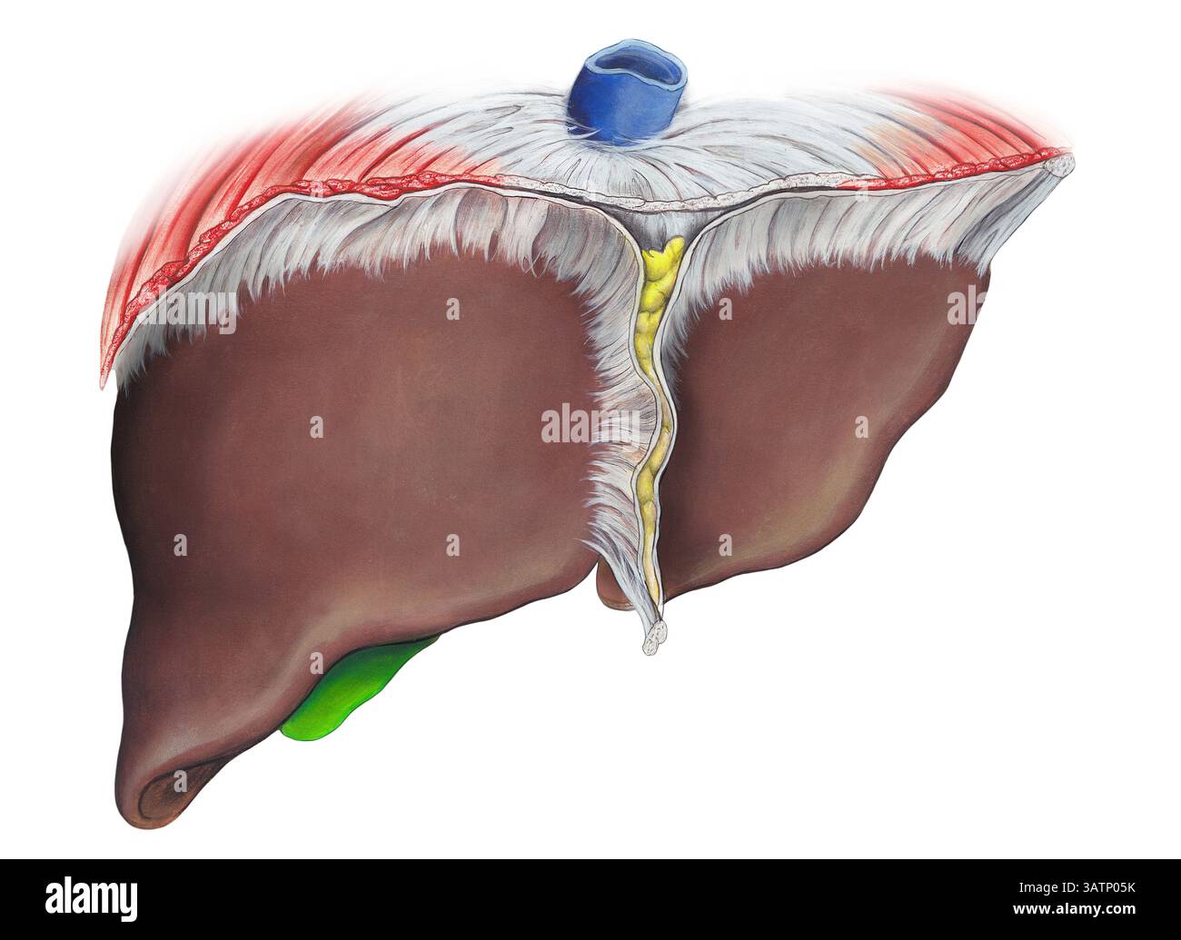 Illustration of a frontal view of the human liver, showing its ...
