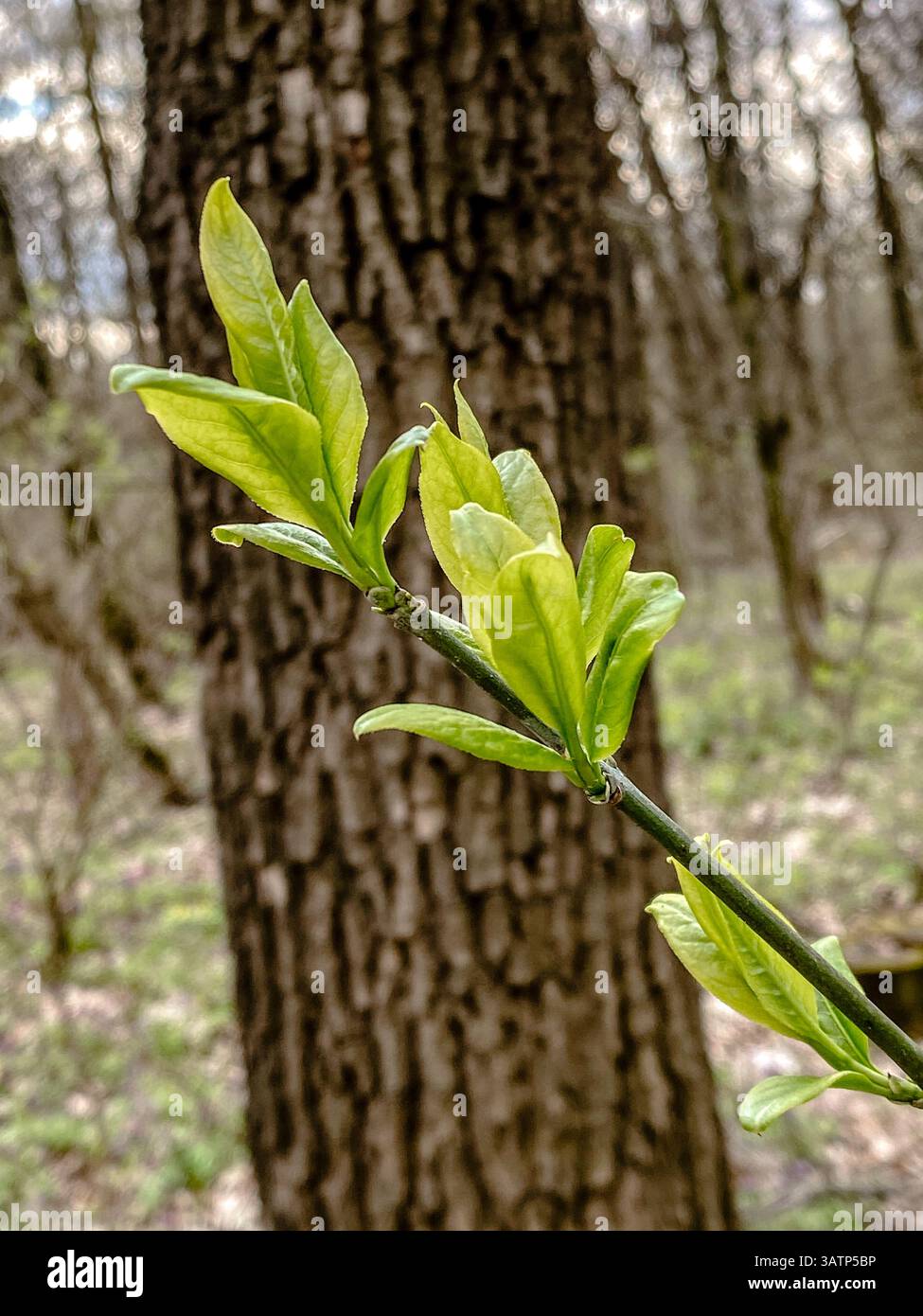 Close-up of Green Leaves Sprouting on a Tree Branch with Blurred Tree ...