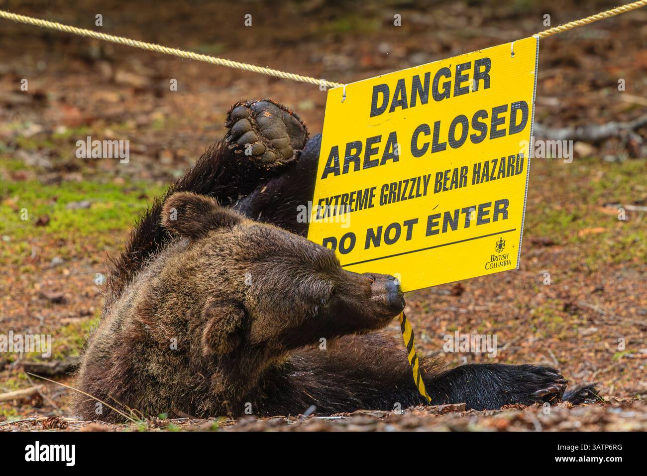 A playful grizzly bear having fun with a warning sign Stock Photo - Alamy