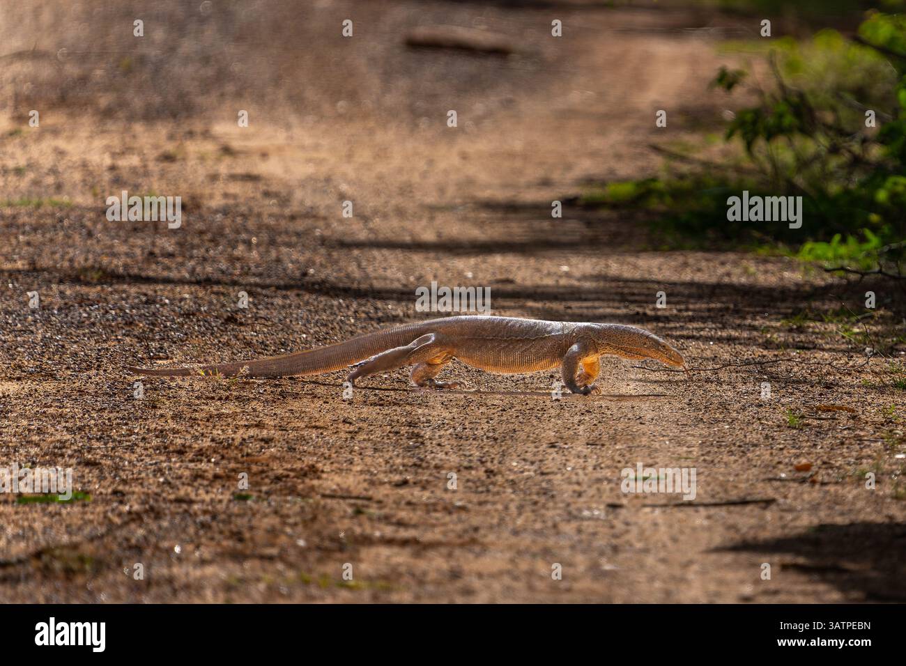 Land monitor or Varanus bengalensis crossing safari dirt road in ...
