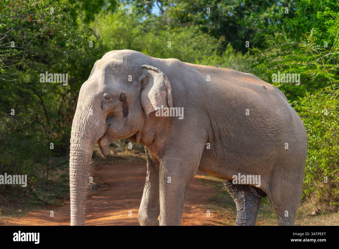Large bull sri lankan hi-res stock photography and images - Alamy