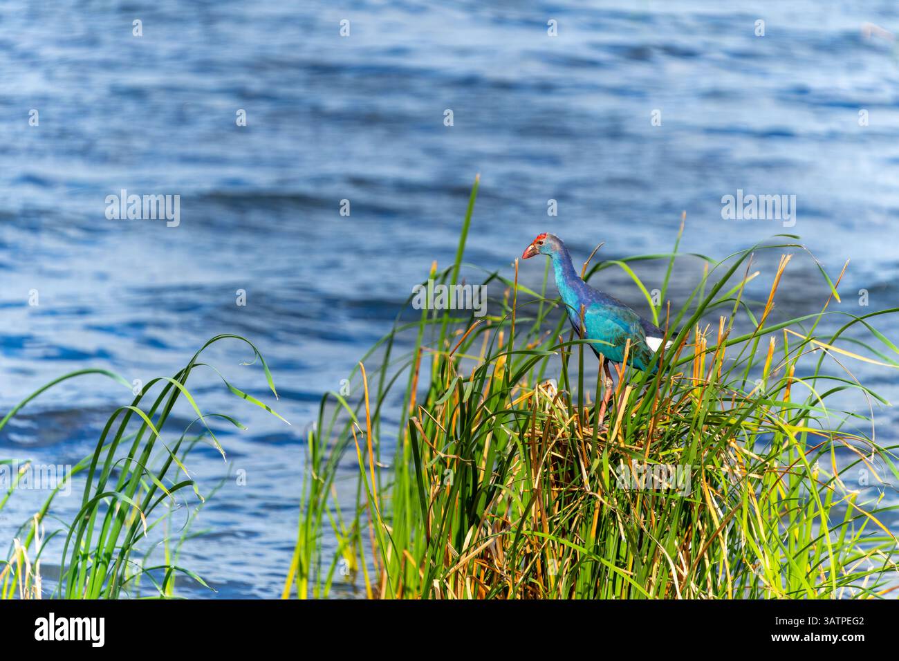 African Swamp-hen or Porphyrio madagascariensis standing clump of grass ...
