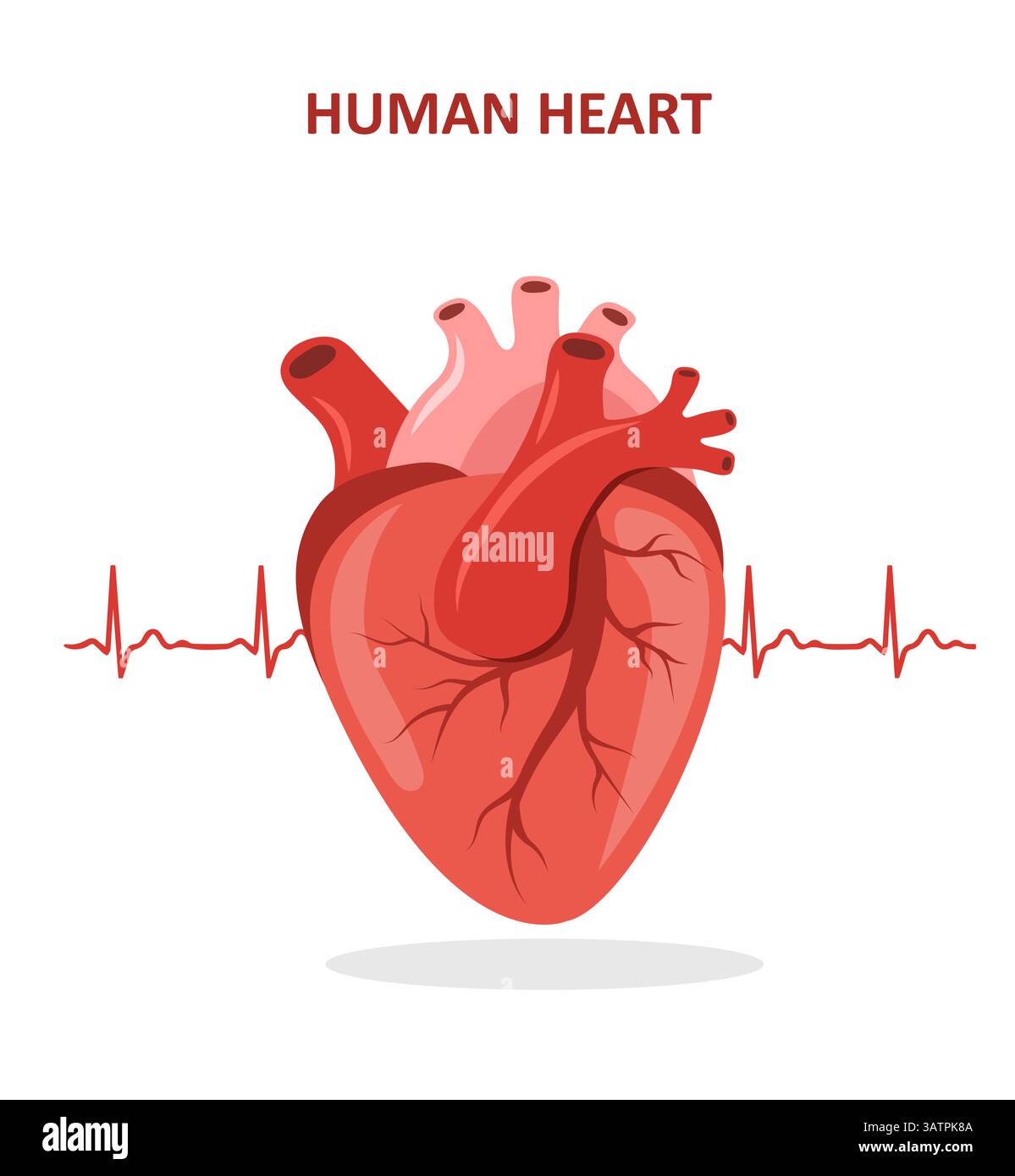 Human heart icon. Internal organ. Cardiology and anatomy concept ...