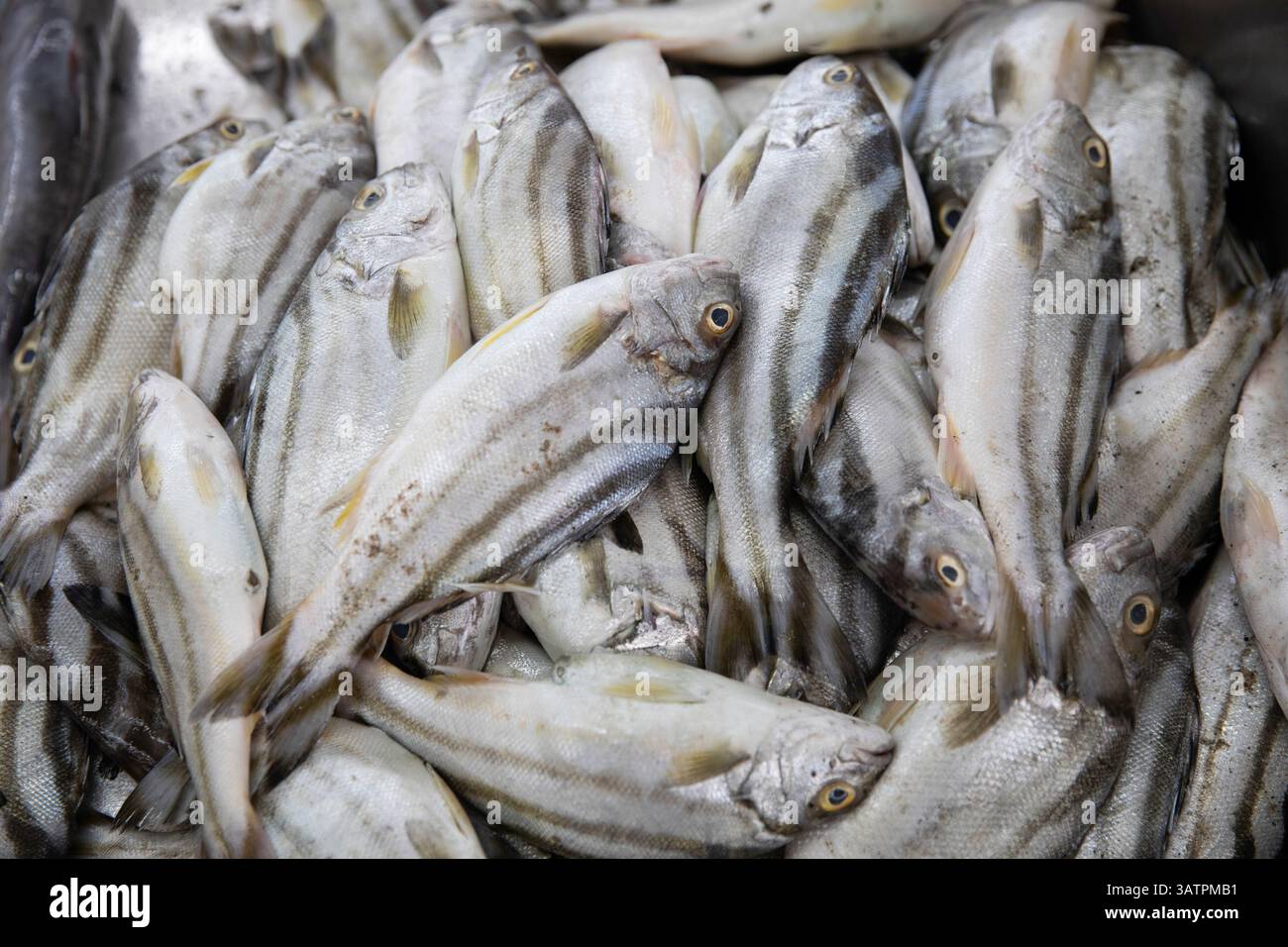 Fish Market Mutrah in Muscat Oman close to the Suq. Stack of fishes ...