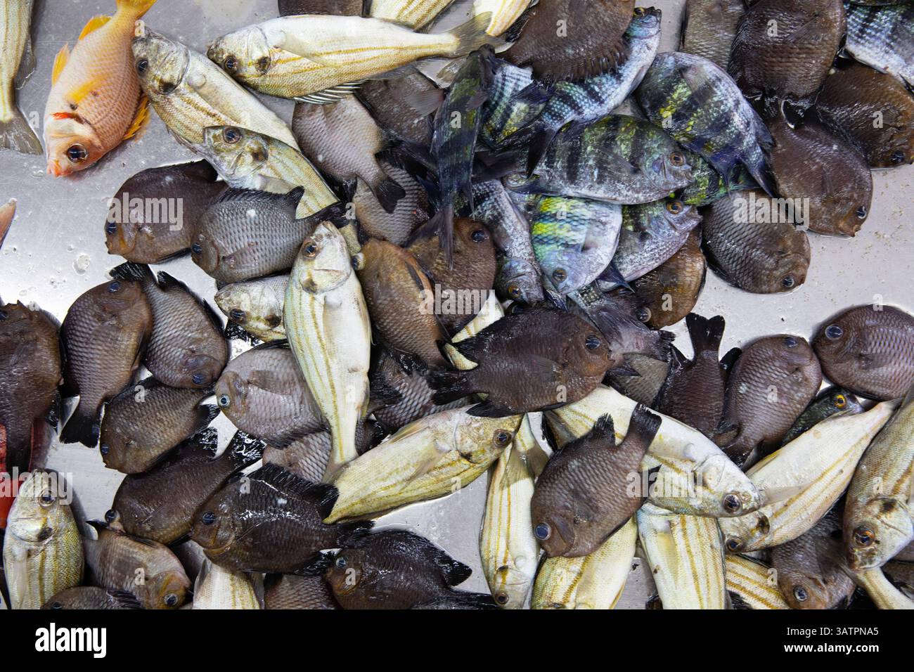 Fish Market Mutrah in Muscat Oman close to the Suq. Stack of fishes ...