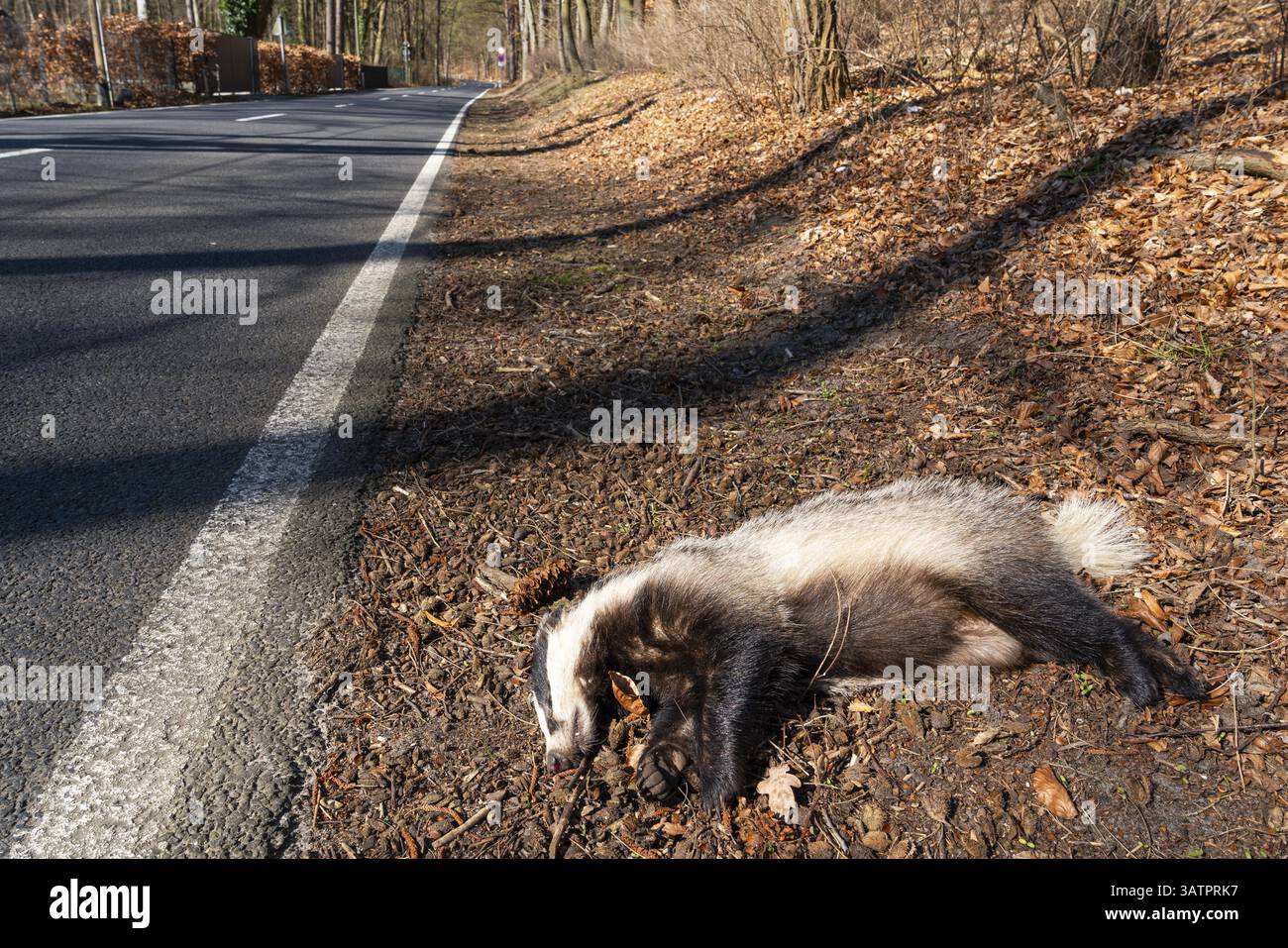 Dead European badger (Meles meles) run over by a car after a wildlife ...