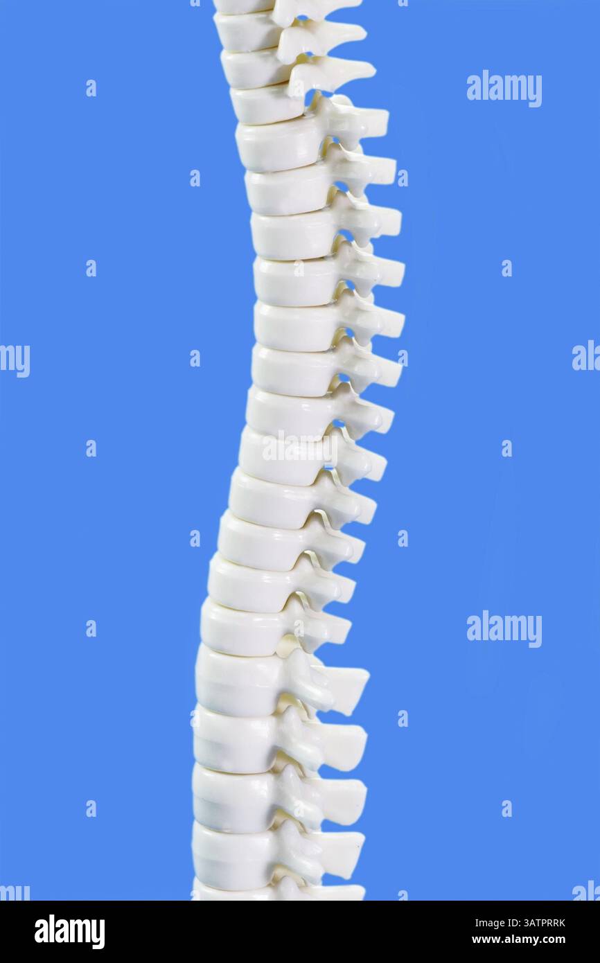 Spine in detail on blue background Human backbone model in detail on ...