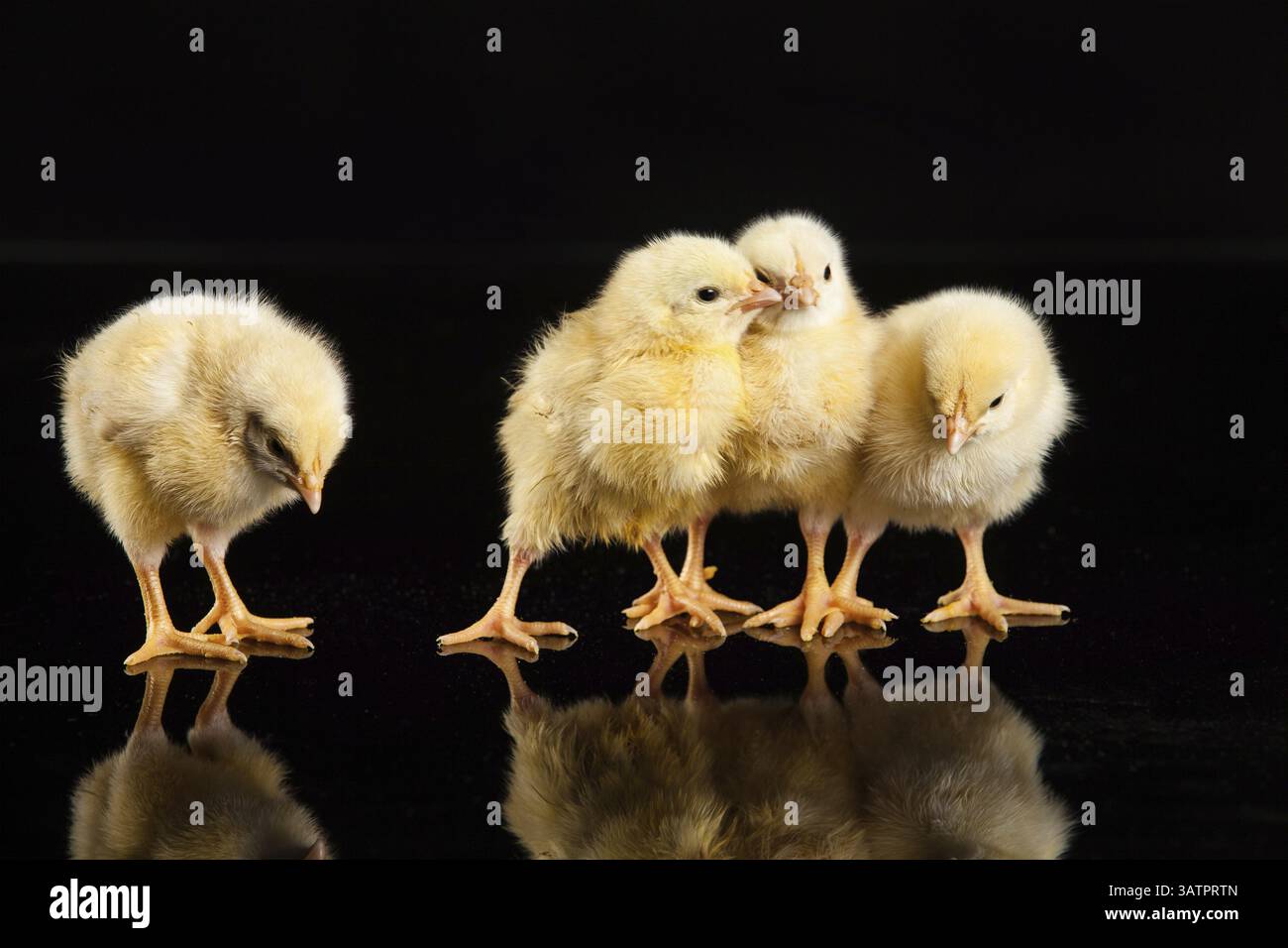 Little yellow chicken on a black studio background Stock Photo - Alamy