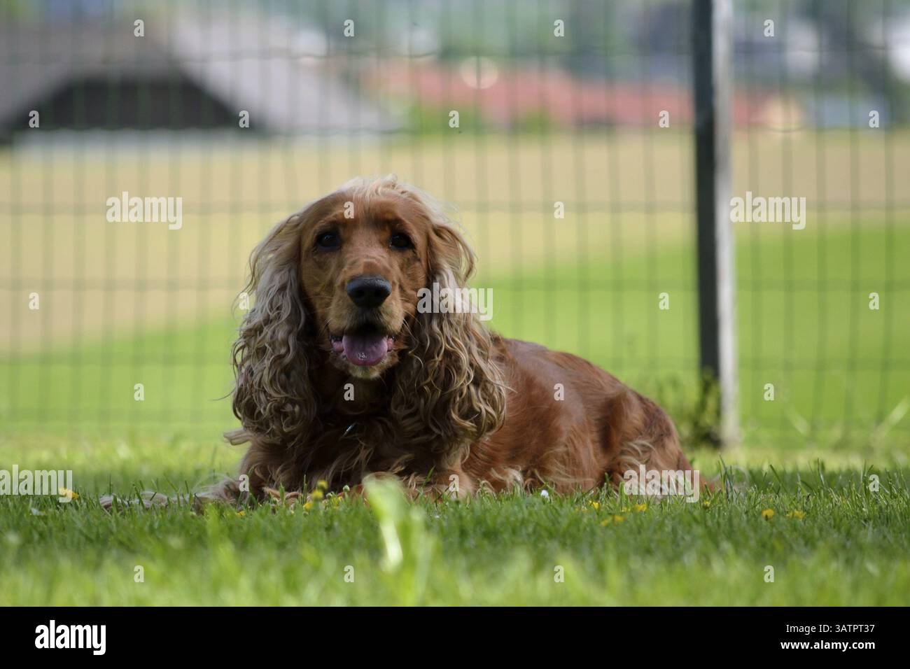 Cocker spaniel laying down - from the front Stock Photo - Alamy