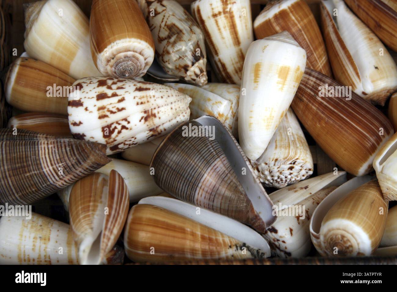 A collection of shells - Shell Collection Stock Photo - Alamy