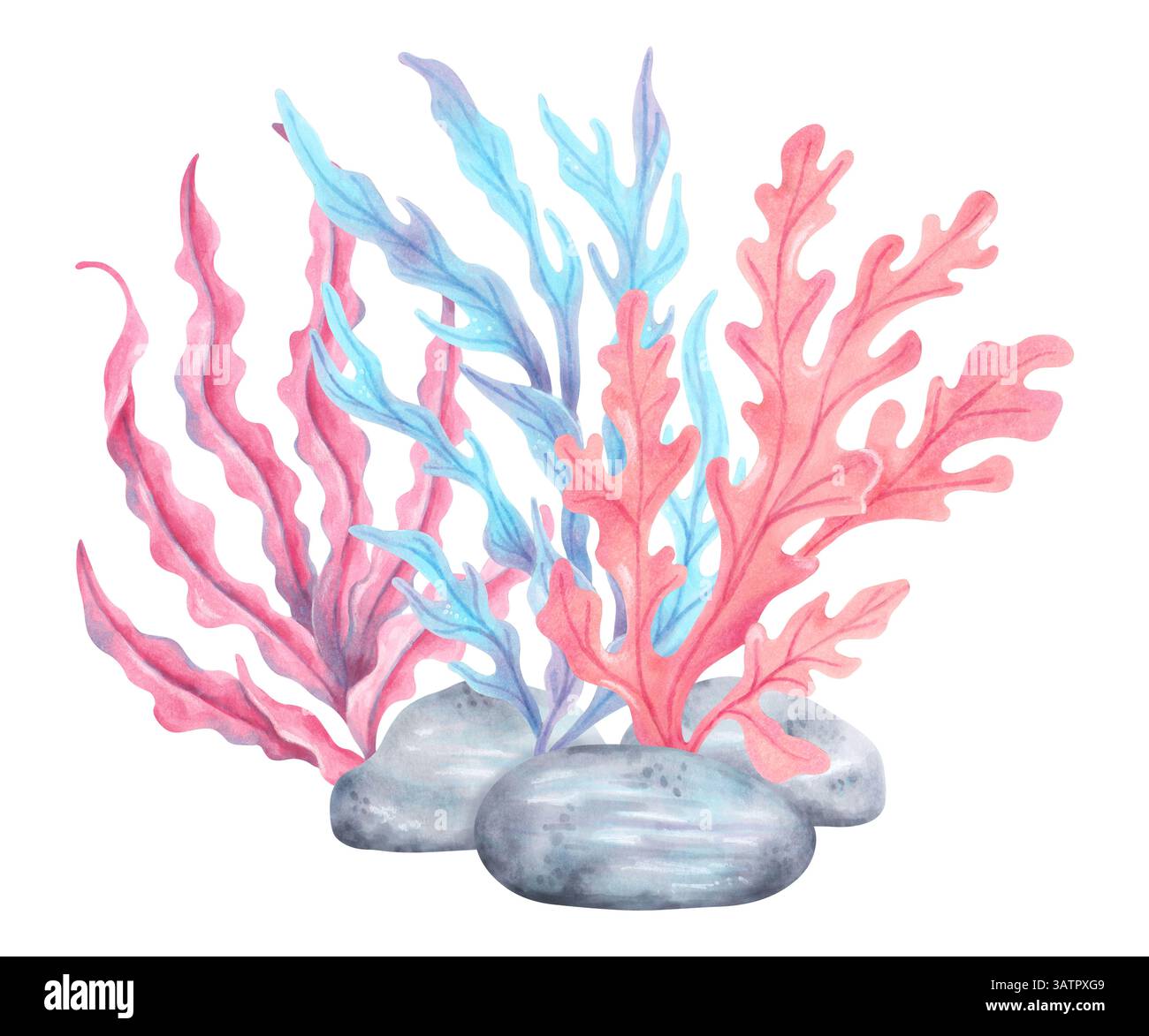 Seaweed composition with stones. Watercolor illustration. Ocean fauna ...