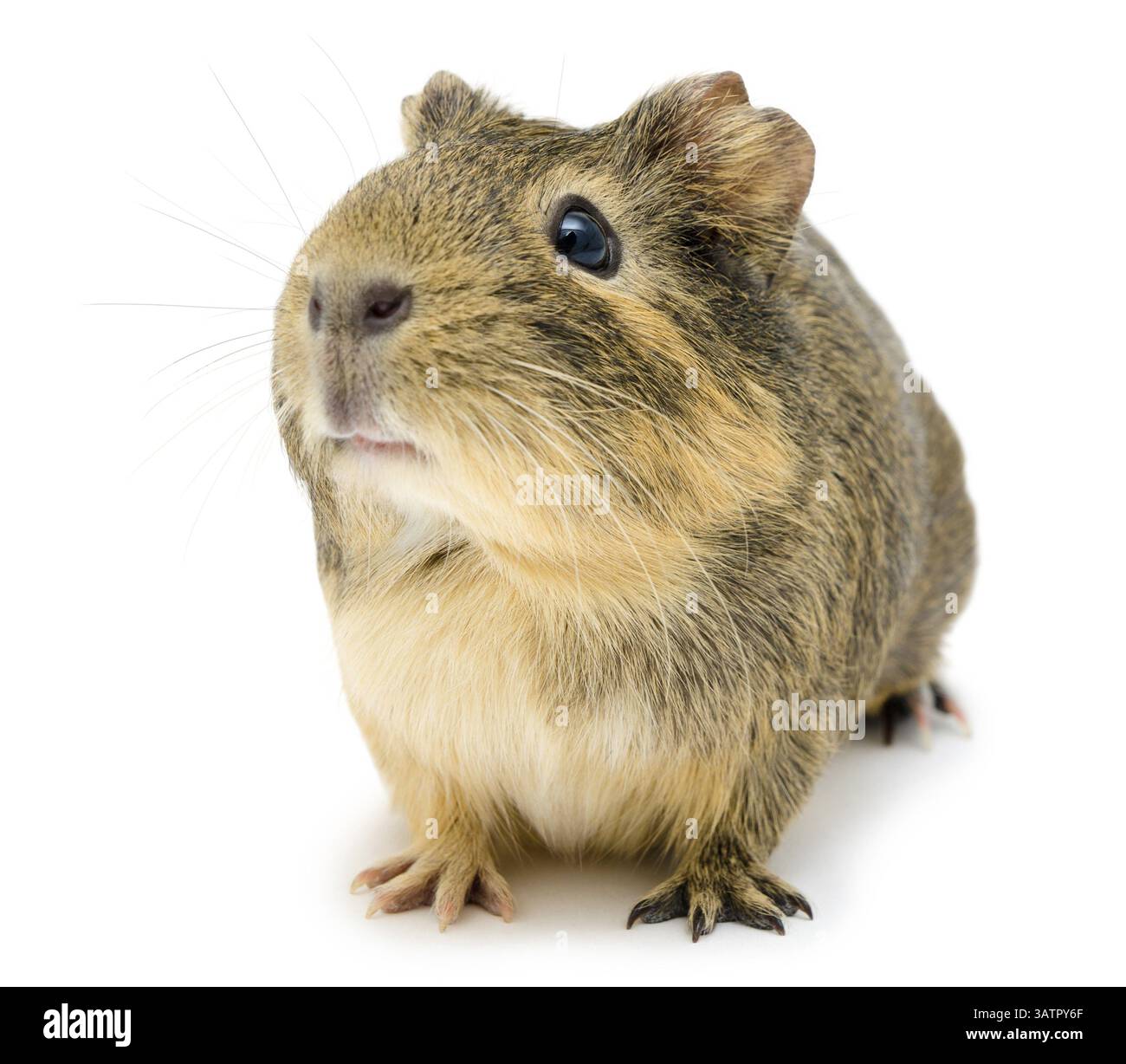 A cavy (Cavia porcellus), a Guinea pig, over white Stock Photo - Alamy