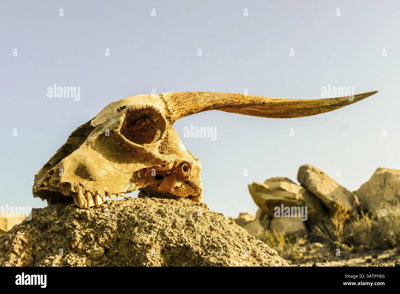 Dry Goat Skull Bone, Goat Skull background in the desert Stock Photo ...