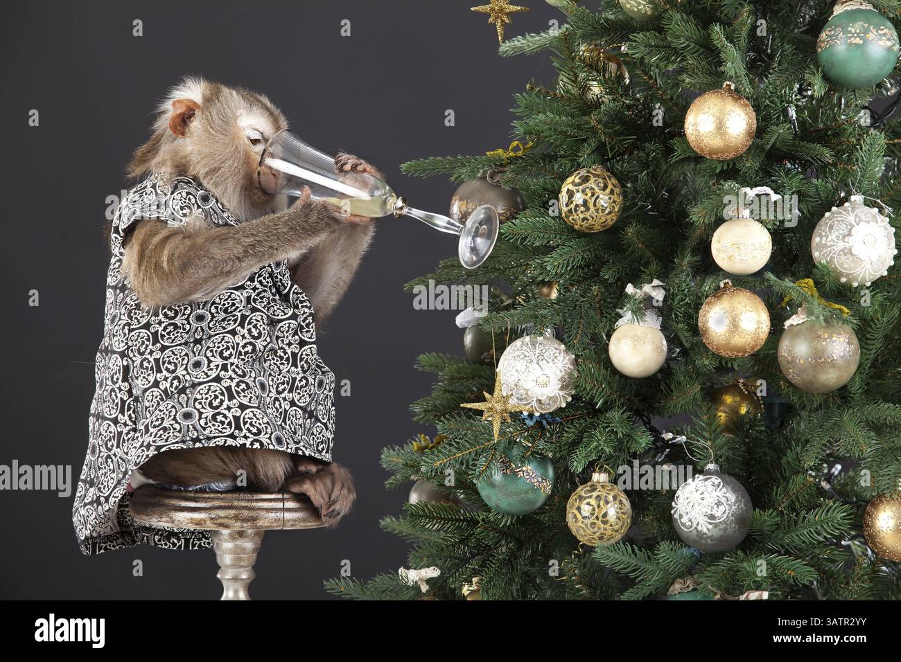Little monkey sitting near the New Year's tree on a studio background ...