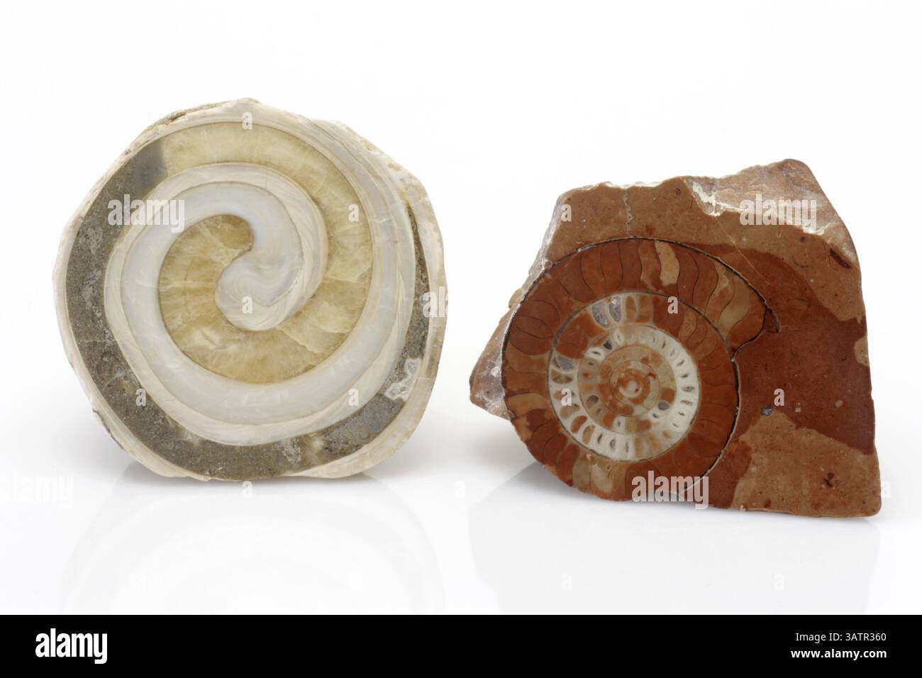 Finding fossils Cut Out Stock Images & Pictures - Alamy