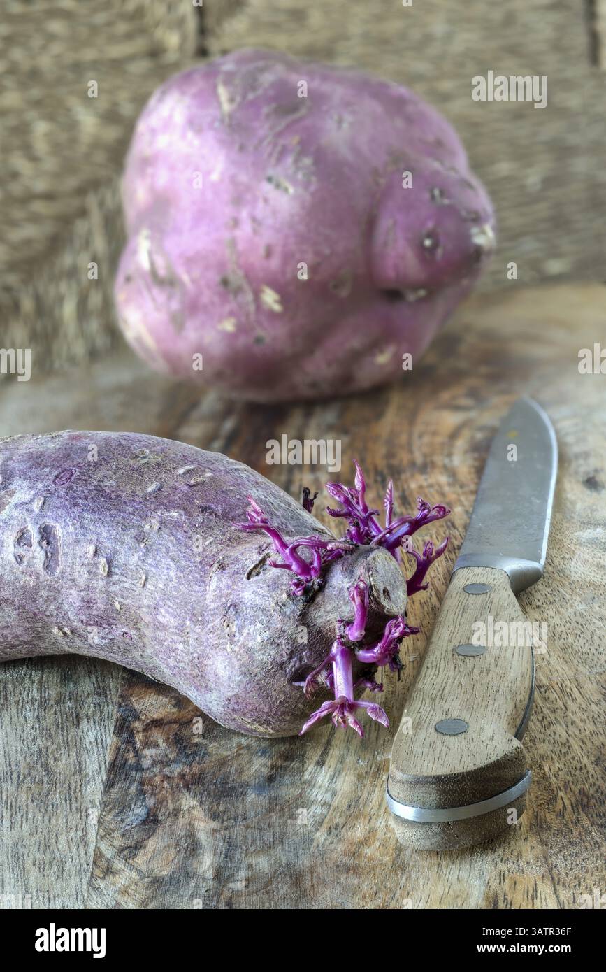 Salivary root hi-res stock photography and images - Alamy