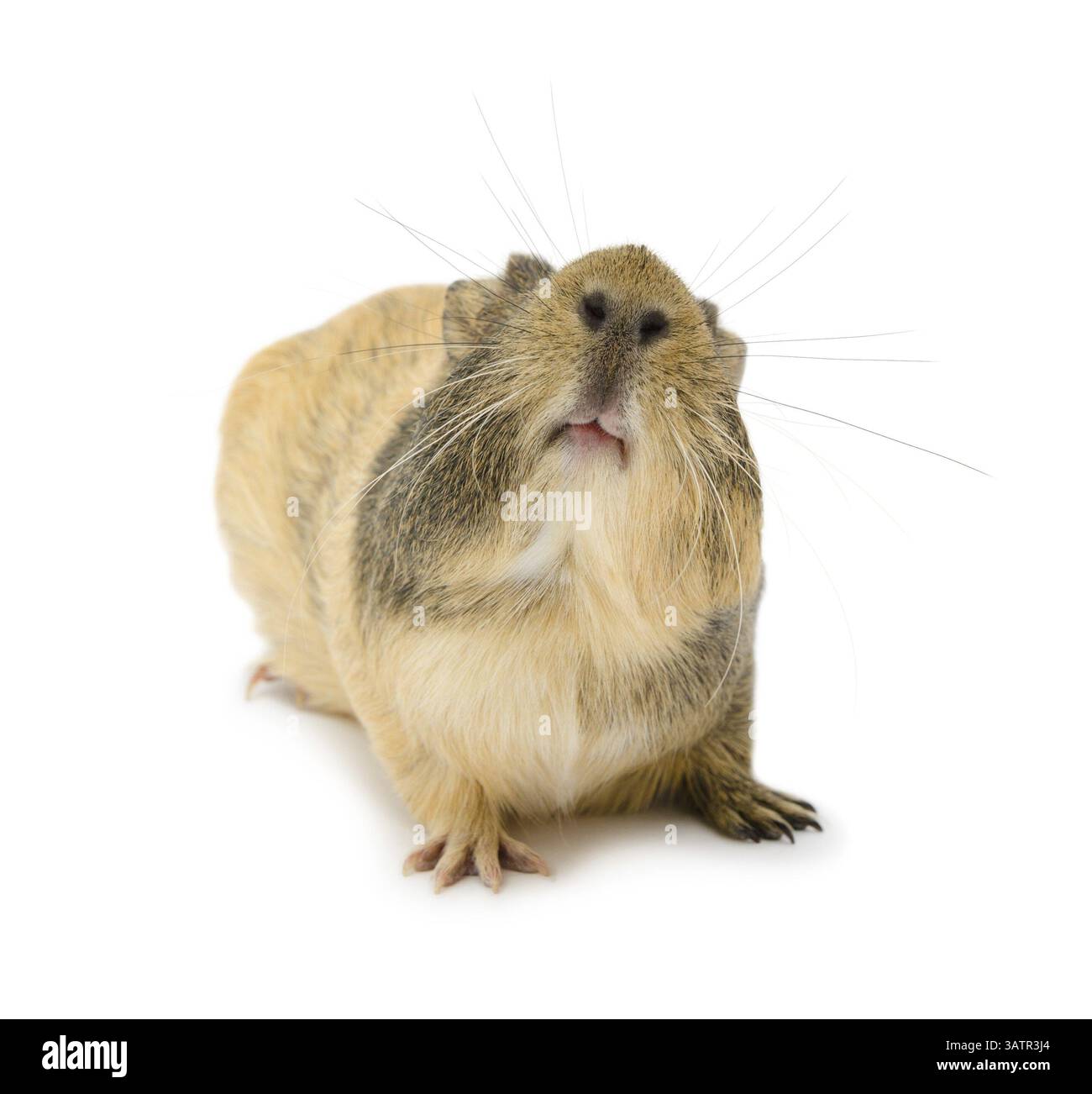 Guinea pig domestic cavia porcellus Cut Out Stock Images & Pictures - Alamy