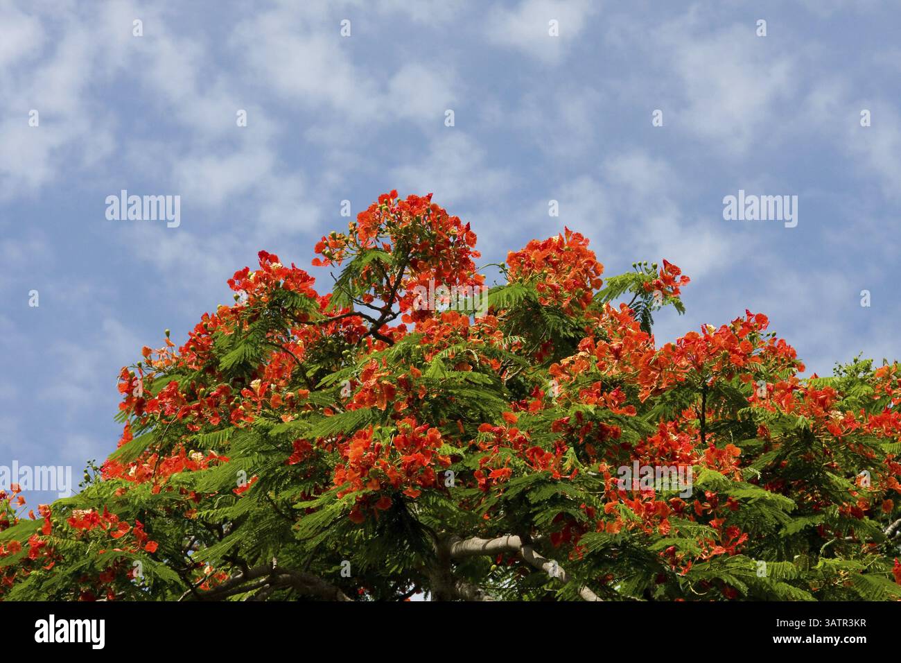 Flame tree or flamboyant, a deciduous tree on Mauritius, Mauritius ...